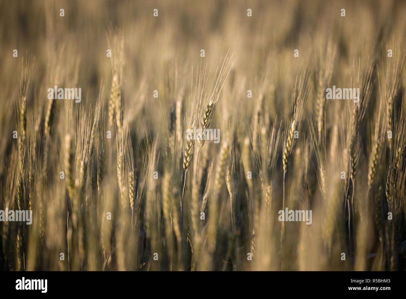 wheat field closeup on the sunset Stock Photo - Alamy