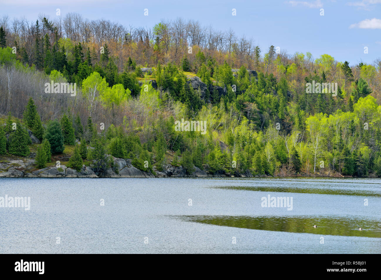 Waterfowl on Simon Lake in spring, Greater Sudbury, Ontario, Canada ...