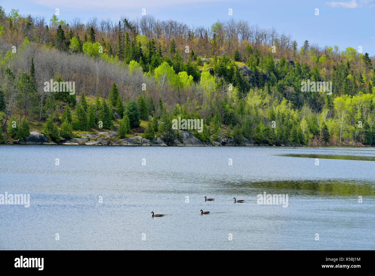 Waterfowl on Simon Lake in spring, Greater Sudbury, Ontario, Canada ...