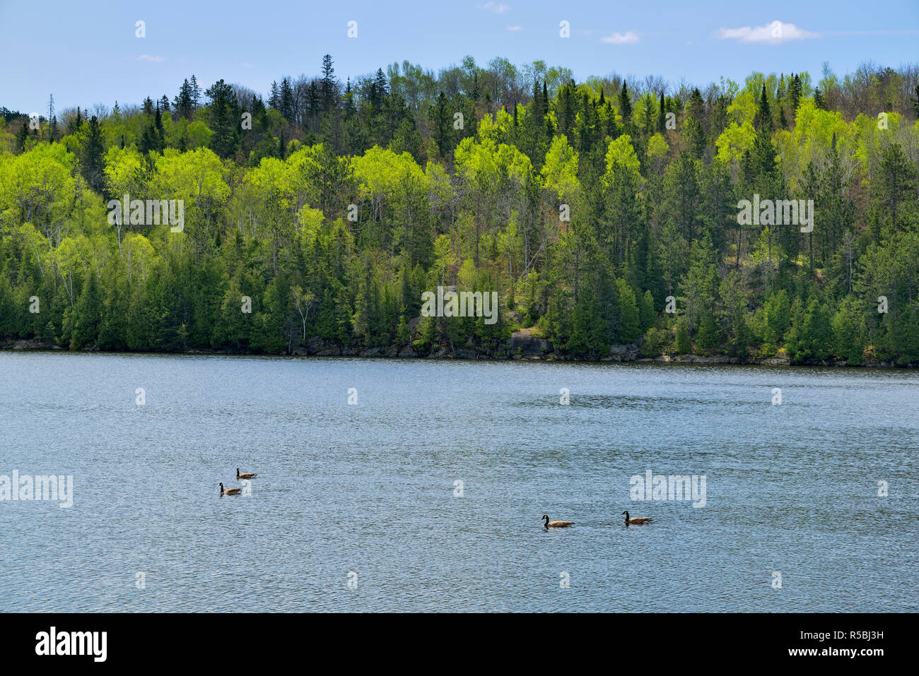Waterfowl on Simon Lake in spring, Greater Sudbury, Ontario, Canada ...