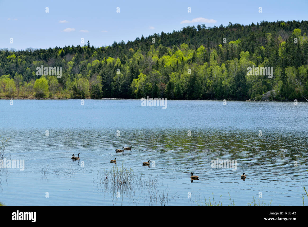 Migratory waterfowl hi-res stock photography and images - Alamy