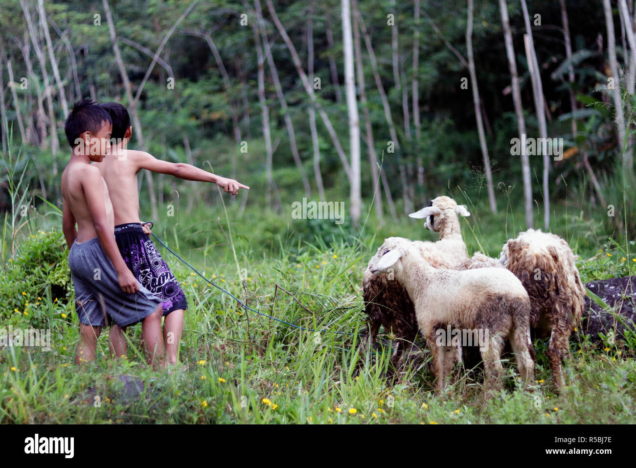 Goat bath hi-res stock photography and images - Alamy