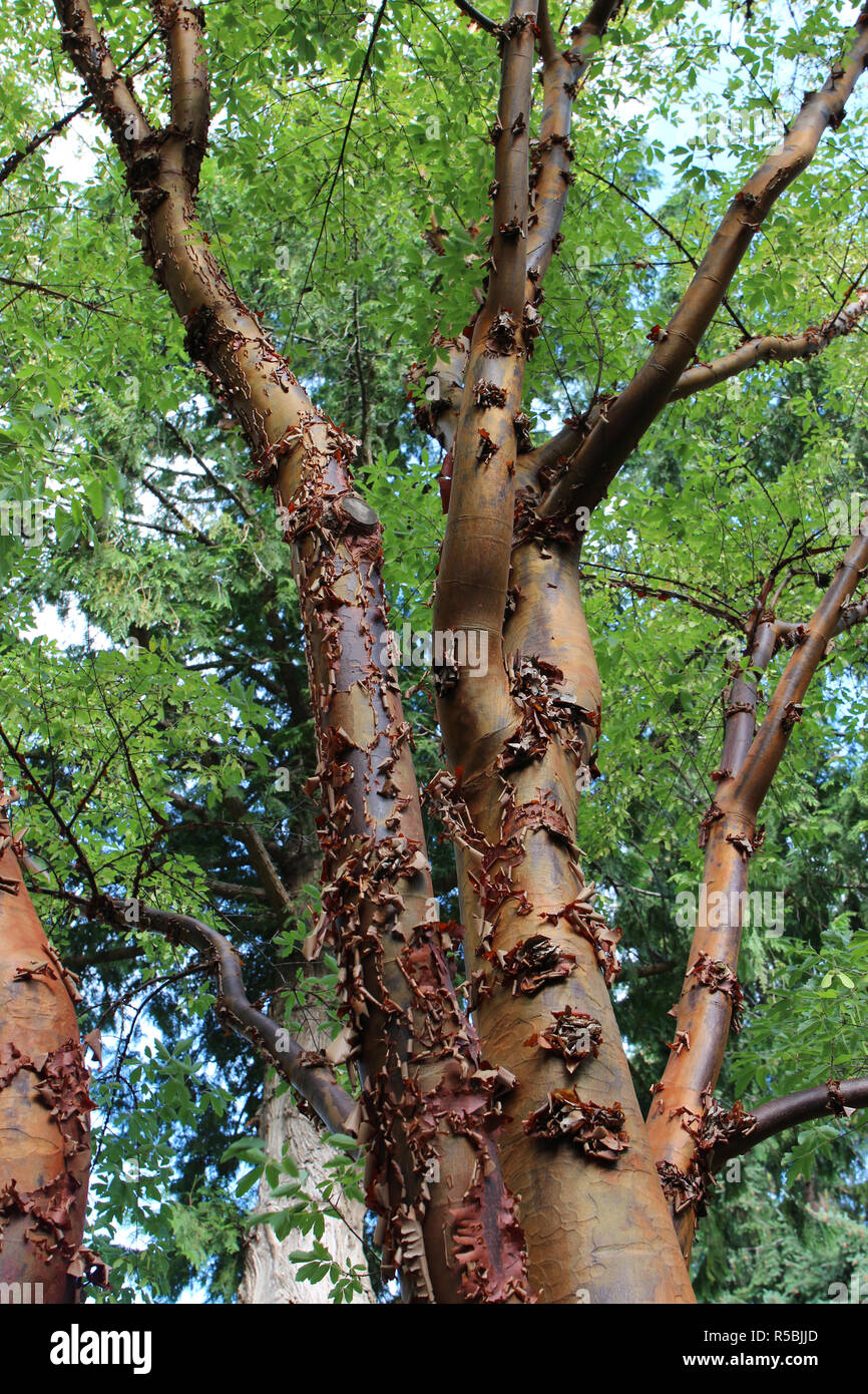 Paperbark maple tree hi-res stock photography and images - Alamy