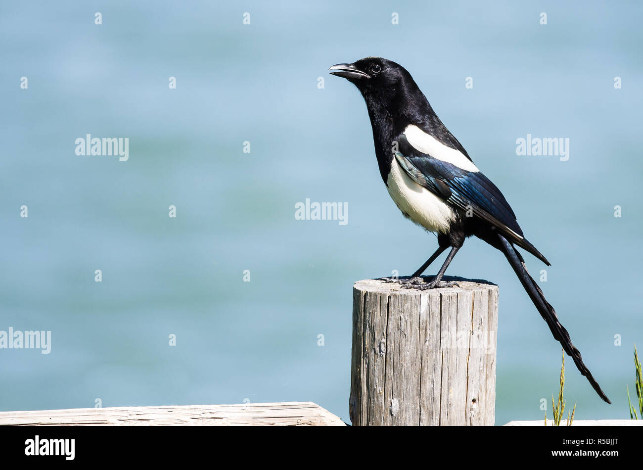 Black billed magpie wood hi-res stock photography and images - Alamy