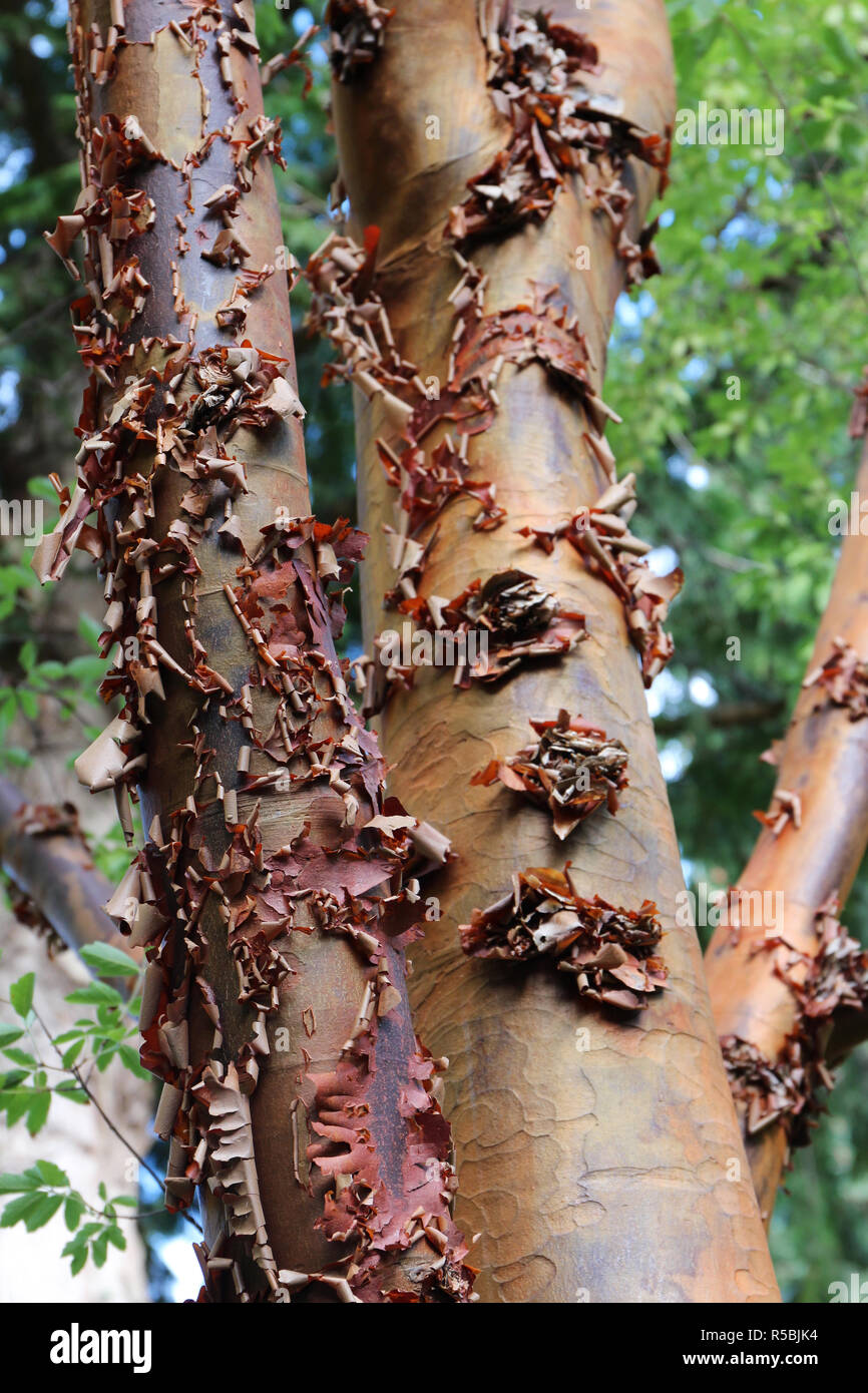 Paperbark maple tree hi-res stock photography and images - Alamy