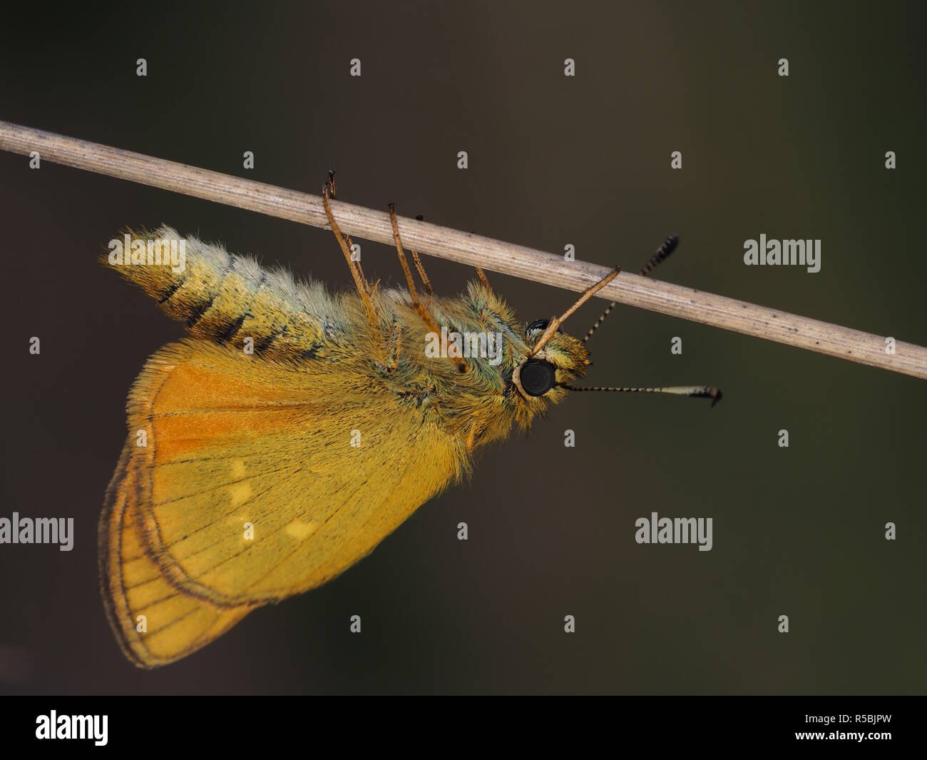 rust-brown thick-head butterfly Stock Photo - Alamy