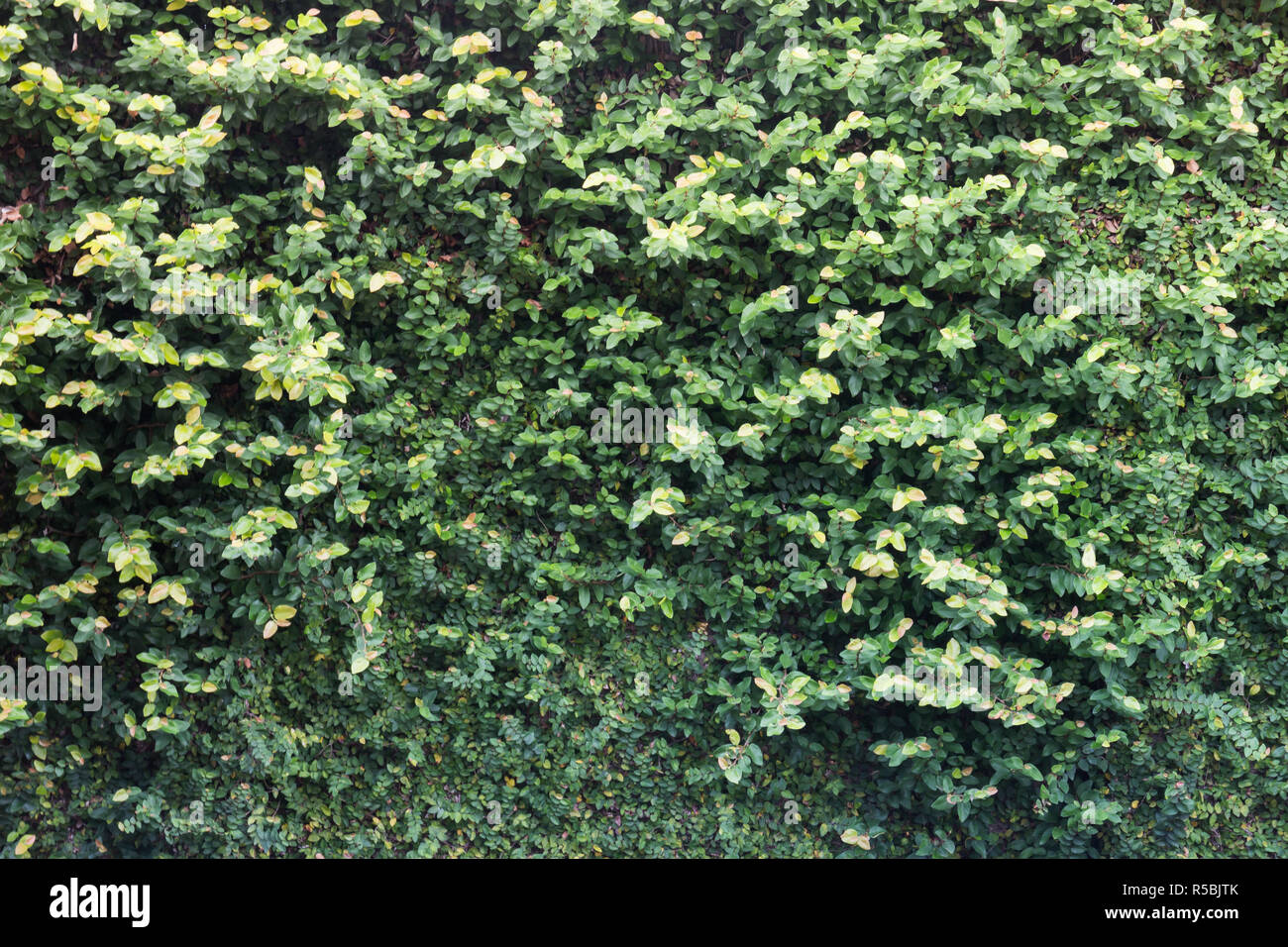 Background comprised of small green leaves Stock Photo - Alamy