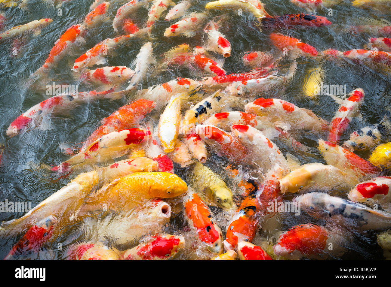 Carp fish in the pond Stock Photo - Alamy