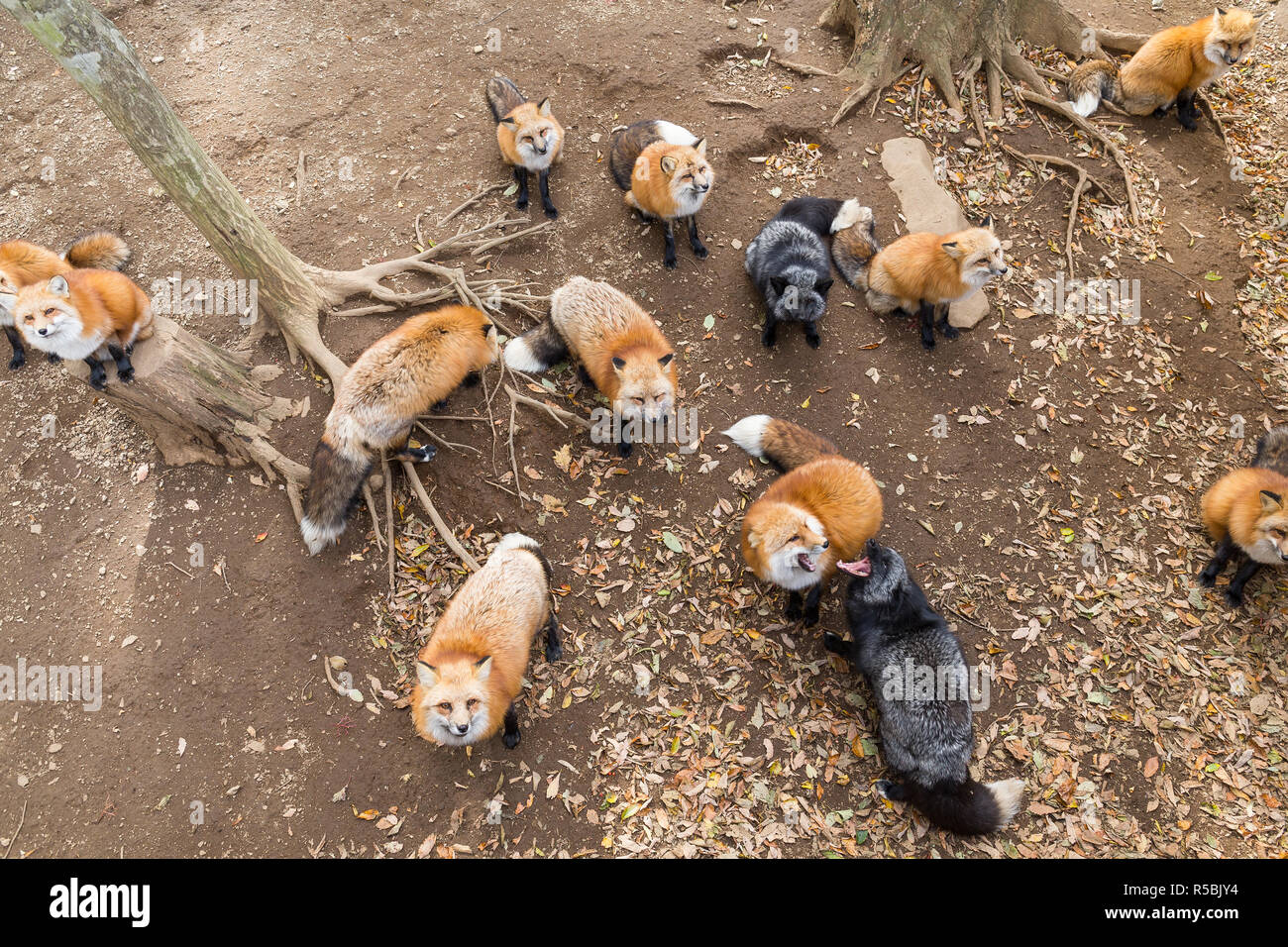 Group of Fox looking up and waiting for food Stock Photo - Alamy