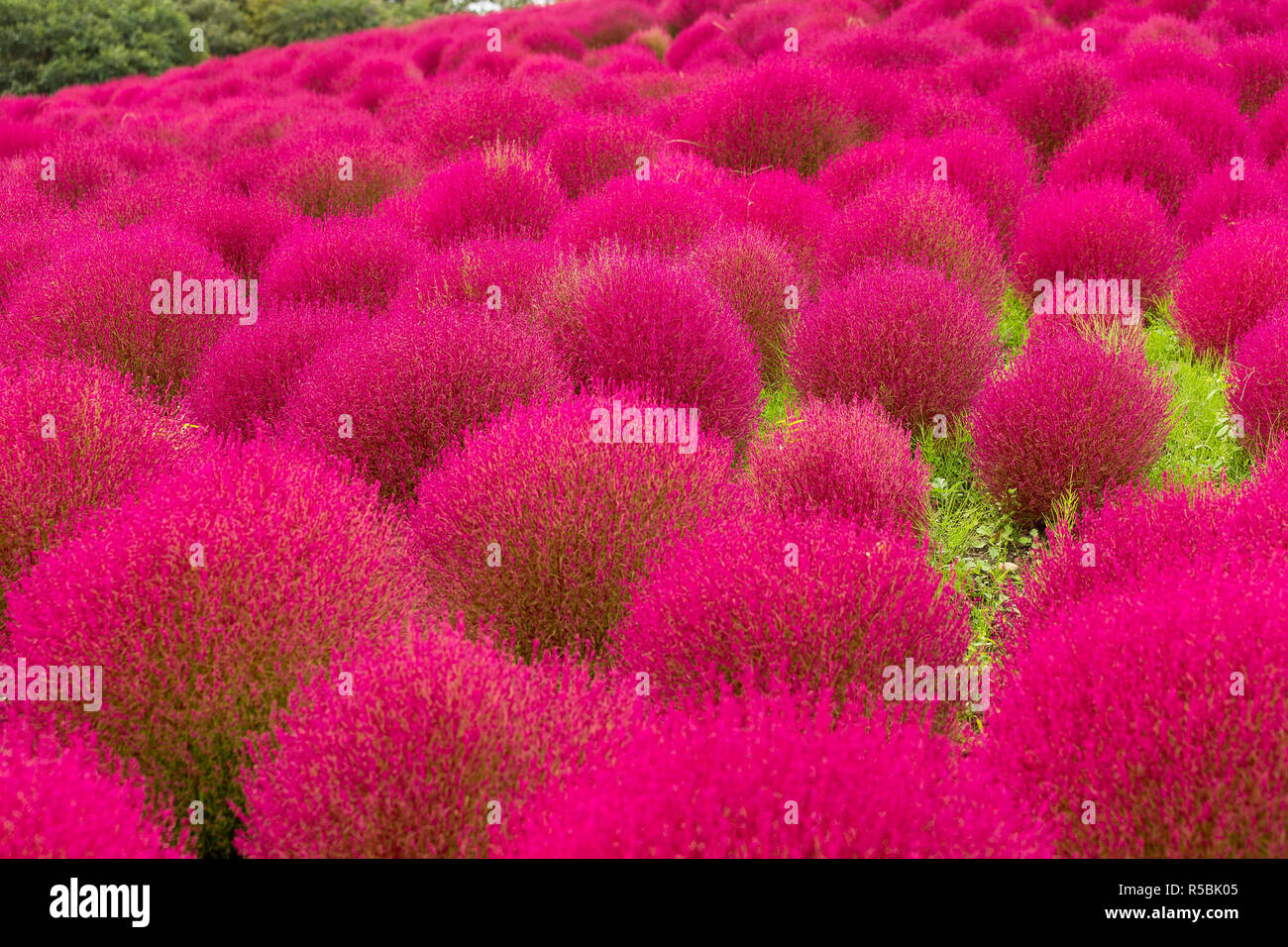 Scoparia bush plant hi-res stock photography and images - Alamy