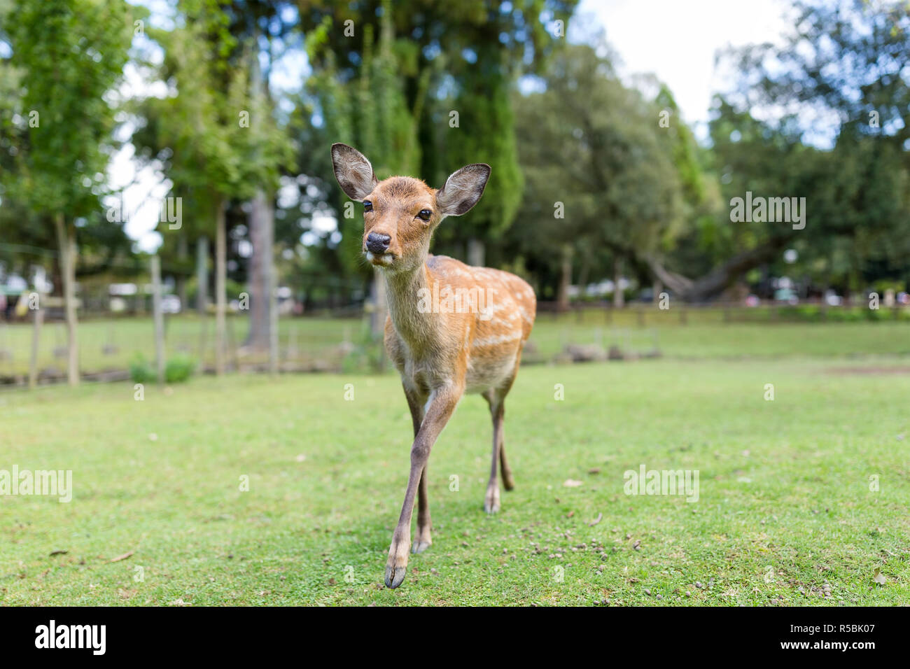 Fawn jumping in a hi-res stock photography and images - Alamy