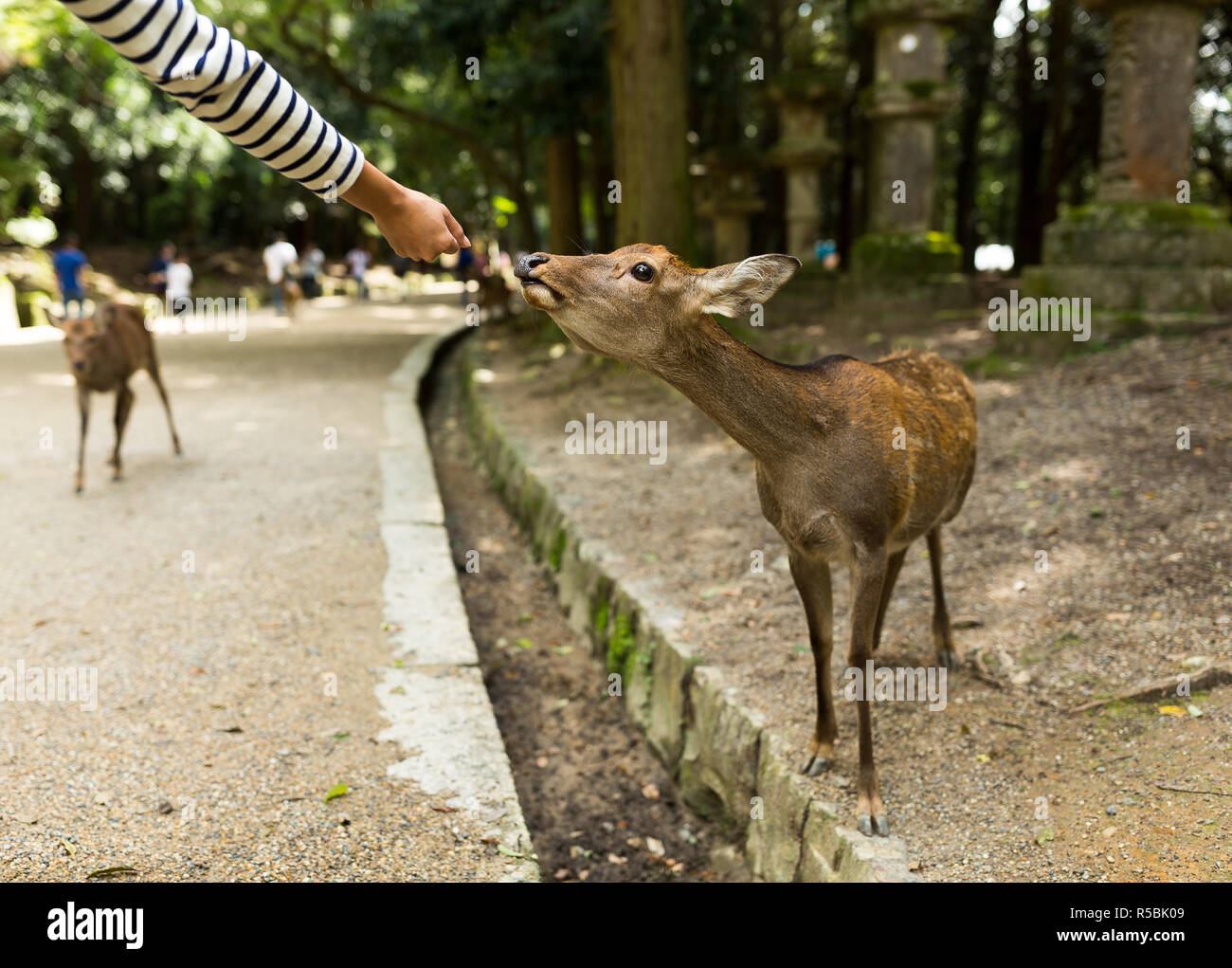 Feeding of the deer Stock Photo - Alamy