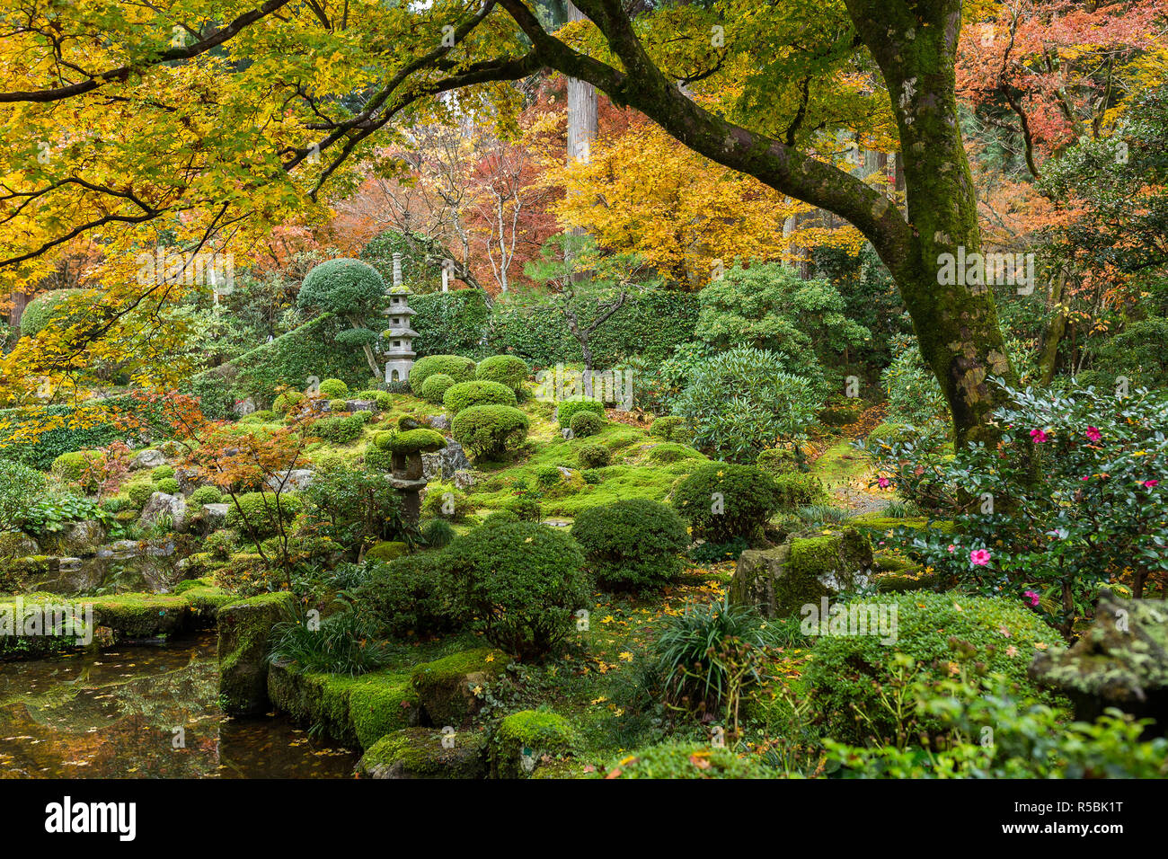 Japanese garden with autuman maple tree Stock Photo - Alamy
