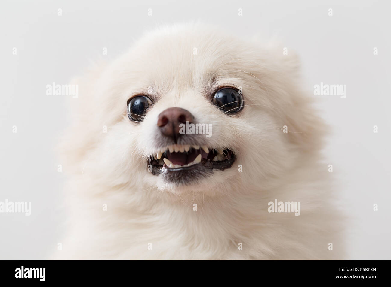 Pomeranian getting angry Stock Photo - Alamy