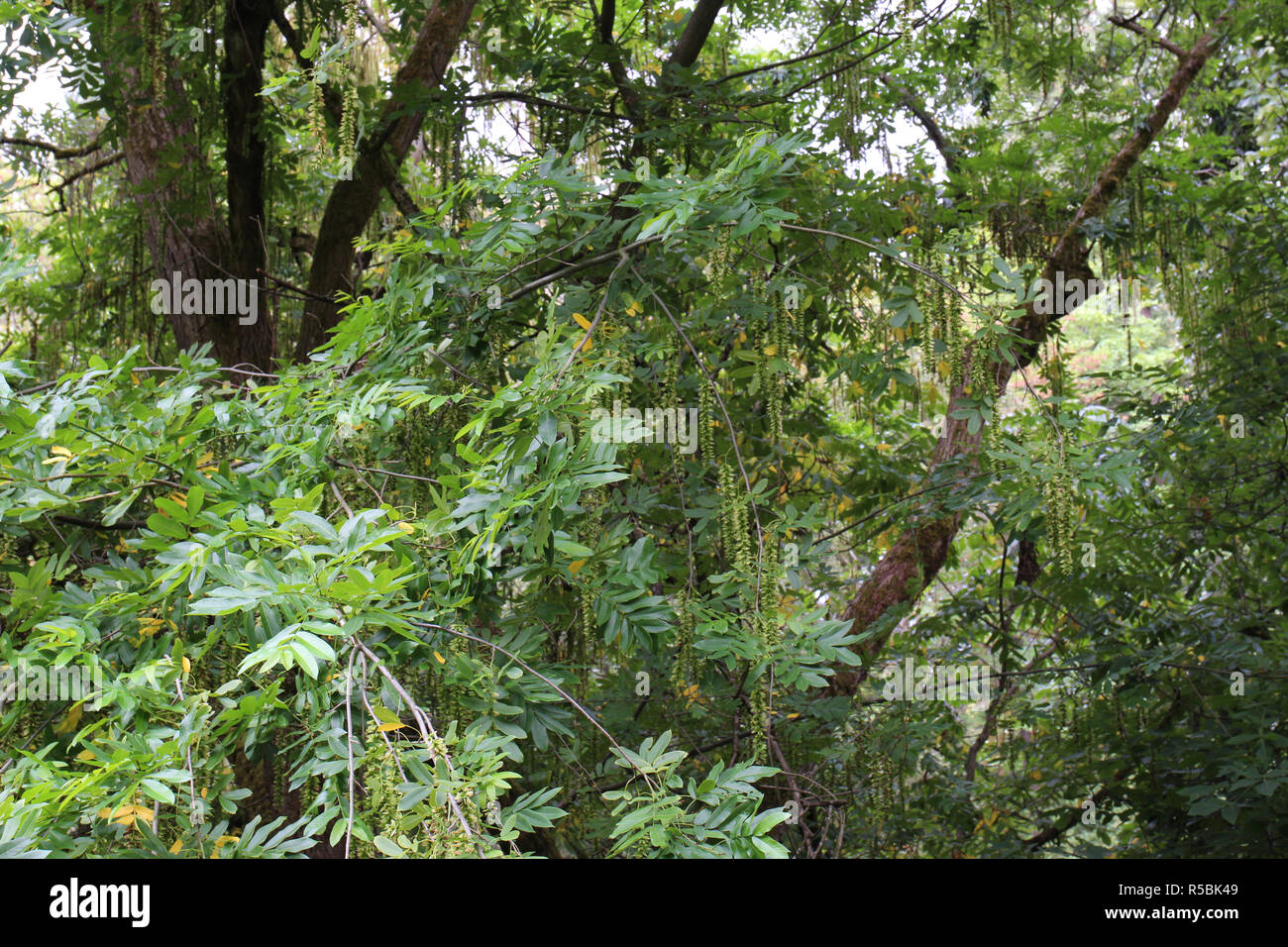 Chinese walnut tree hi-res stock photography and images - Alamy