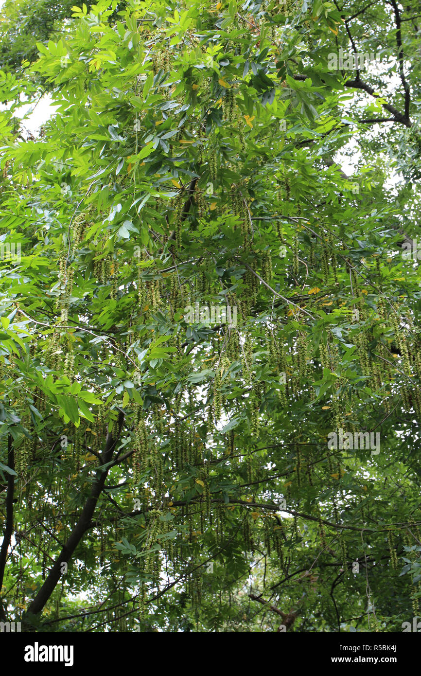 Chinese walnut tree hi-res stock photography and images - Alamy