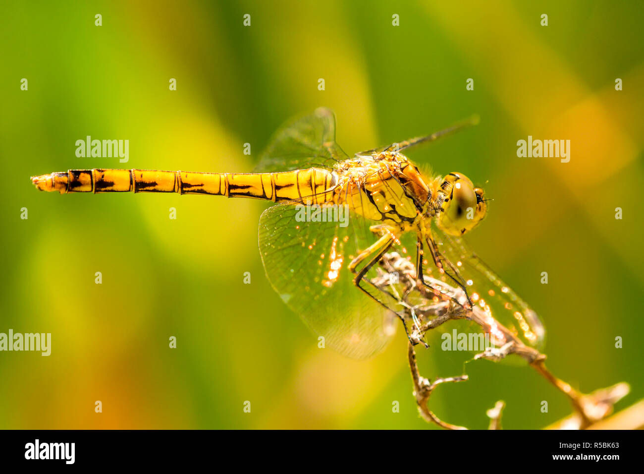 large blue arrowhead,female,sitting by the pond Stock Photo - Alamy