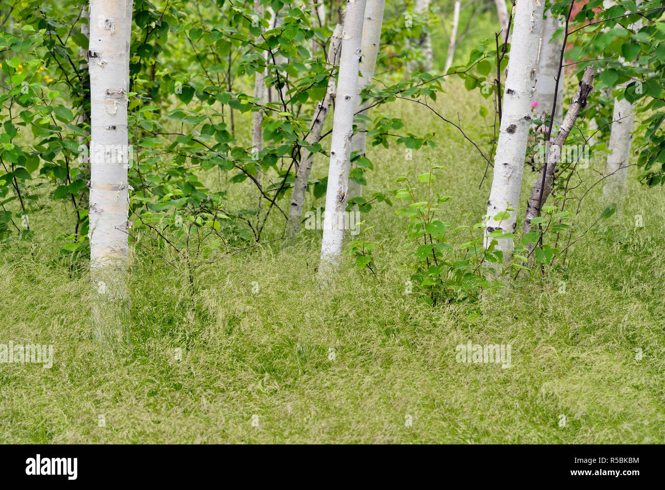 White birch flowering pincherry trees hi-res stock photography and ...