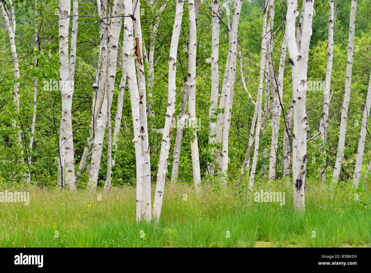 White birch hi-res stock photography and images - Alamy