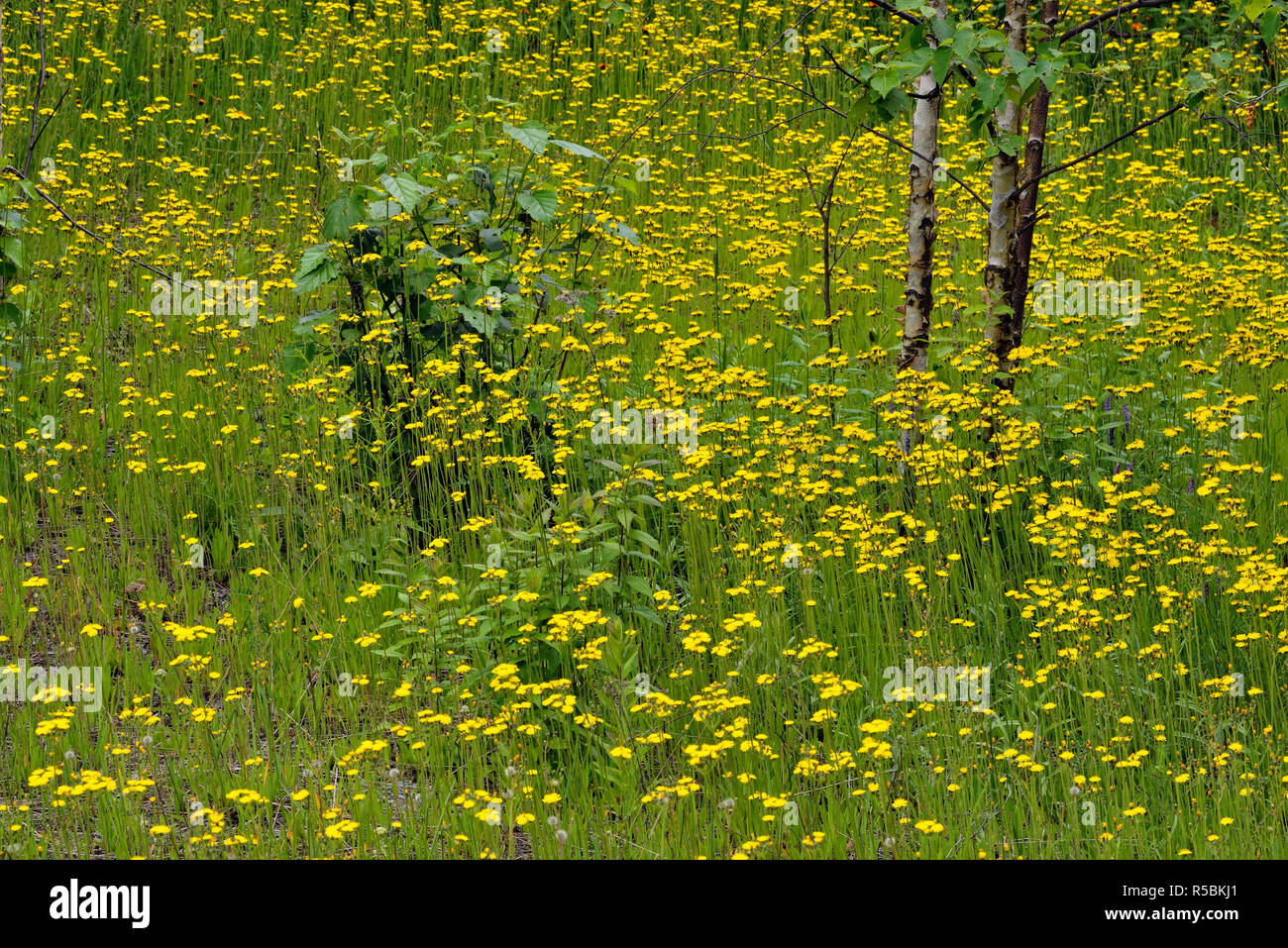 Birch saplings hi-res stock photography and images - Alamy