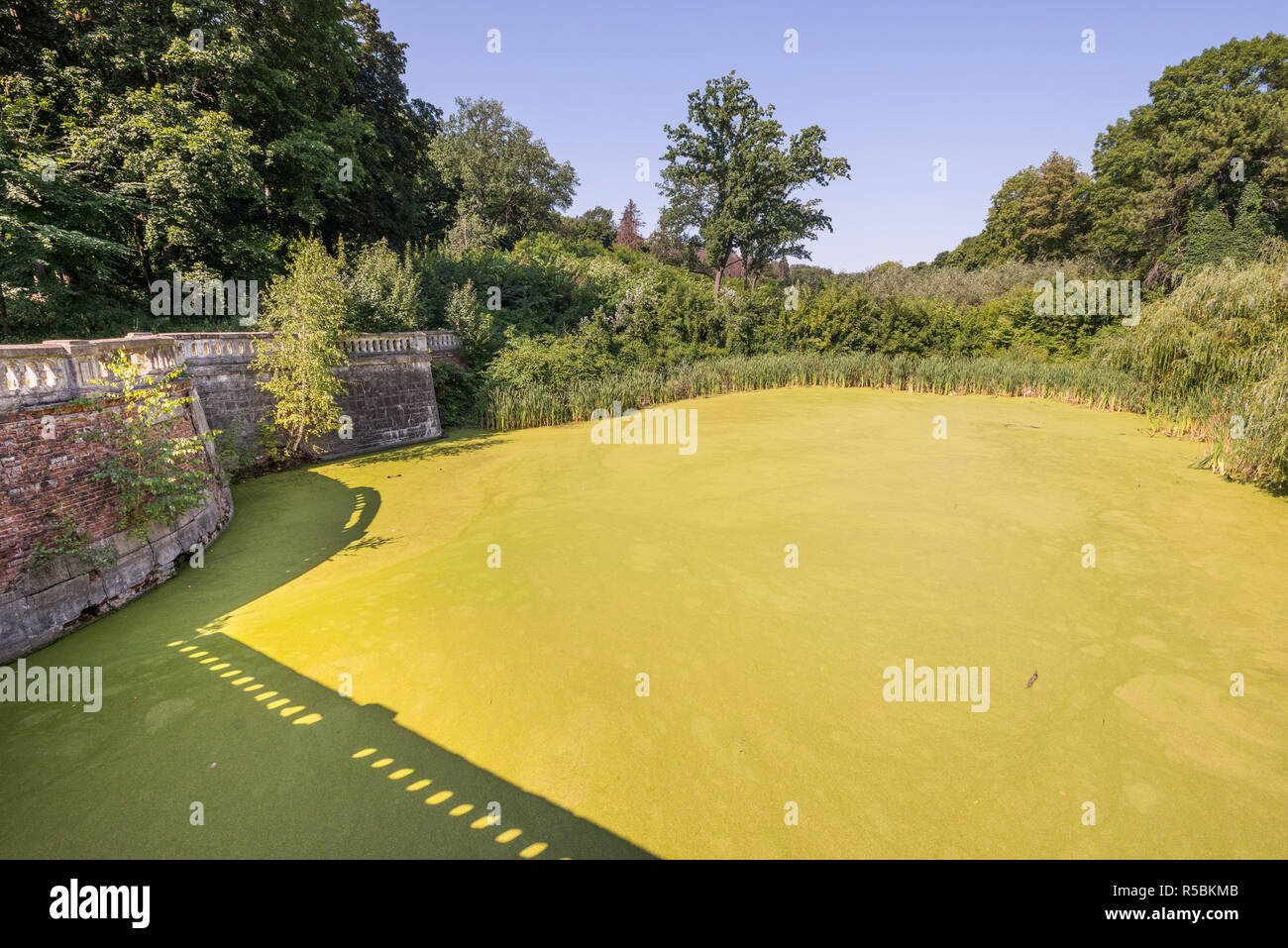 Fresh water swamp forest hi-res stock photography and images - Alamy