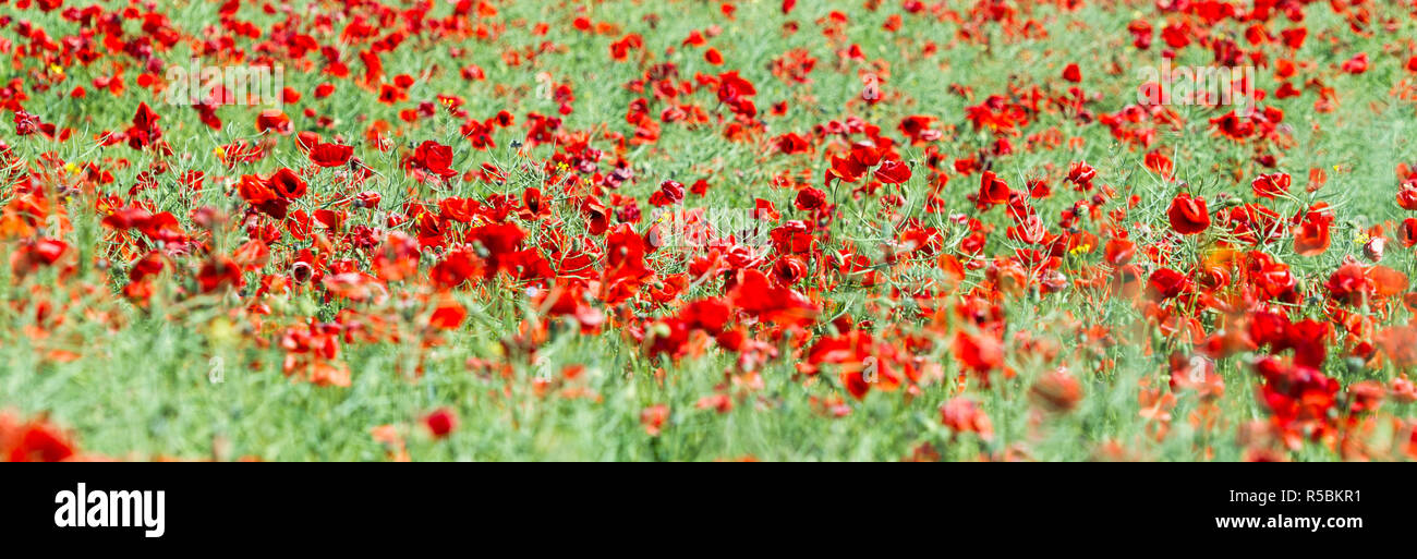 Poppy field. Flowers background. Long banner format Stock Photo - Alamy