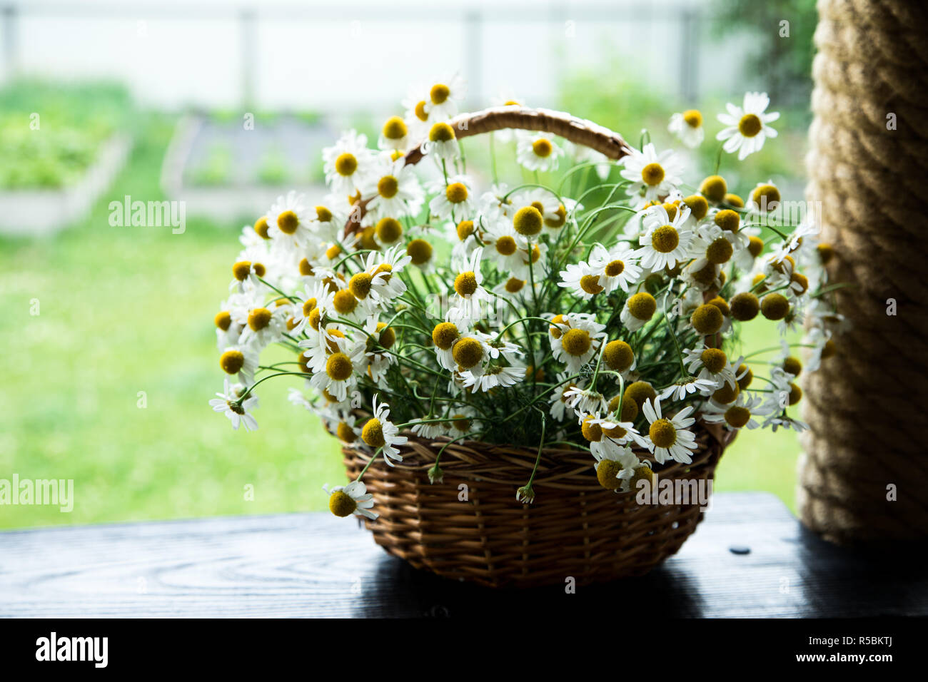 Daisy flowers in the basket. Basket with chamomile in the garden Stock ...