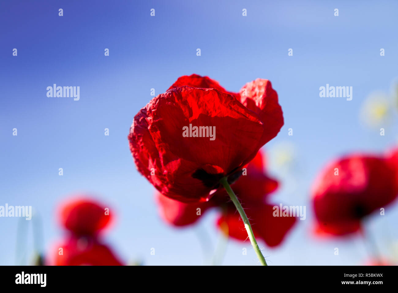Poppy field. Flowers background. Beautiful field of red poppies Stock ...