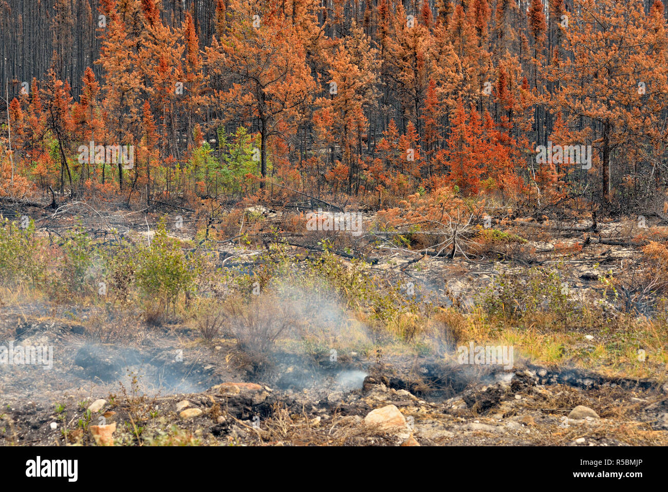 Forest fire 'hot spot' smoking near Hwy 3, Highway 3 to Yellowknife ...