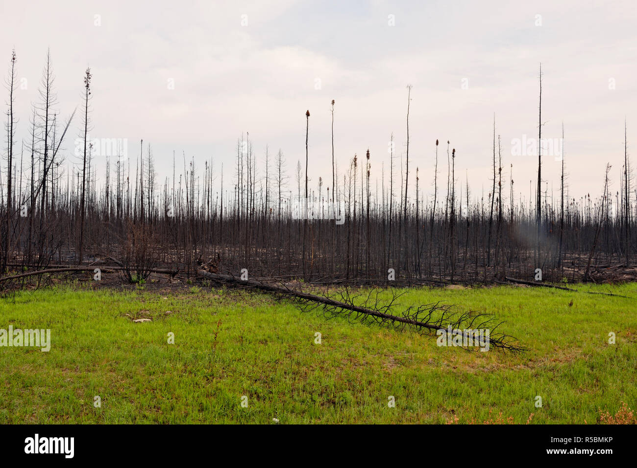 Blackened spruce trees after a recent forest fire, Highway 3 to ...
