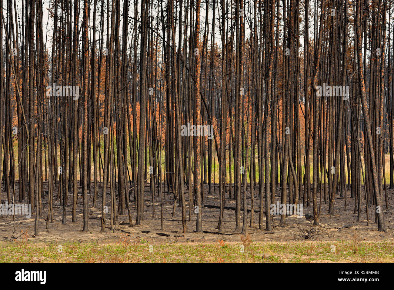 Burned trees after forest fire hi-res stock photography and images - Alamy