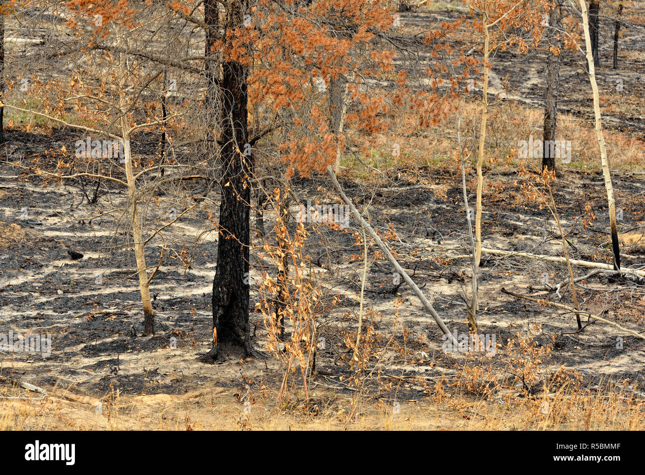 Blackened spruce trees after a recent forest fire, Highway 3 to ...