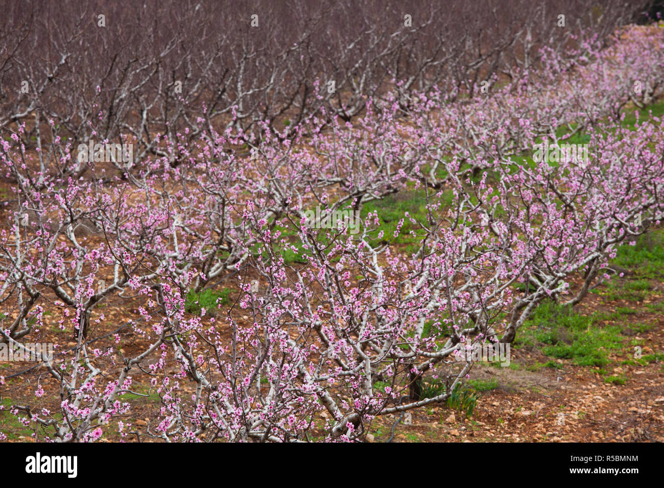 Israel upper galilee metula fruit hi-res stock photography and images ...