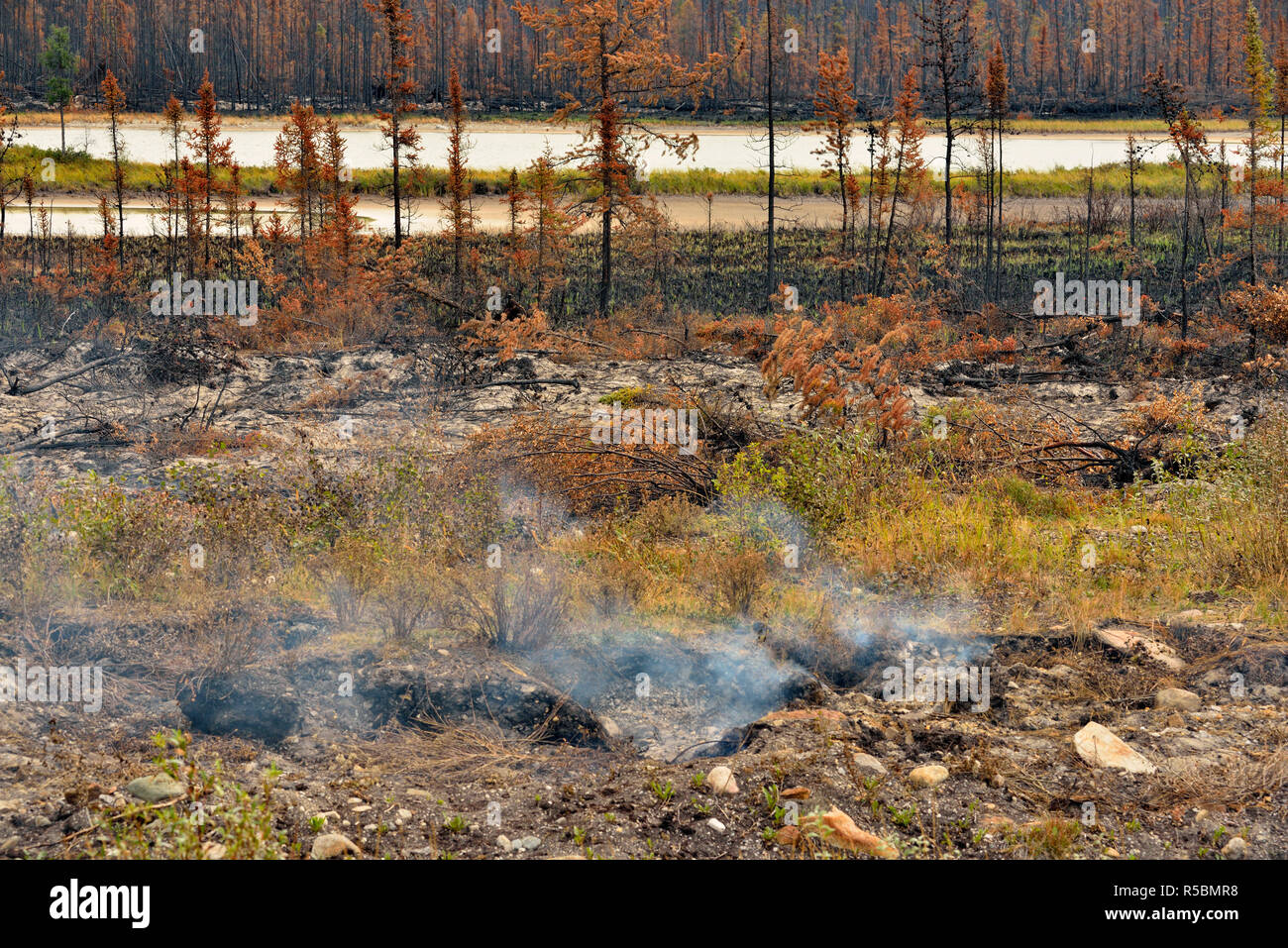 Blackened spruce trees and ash after a recent forest fire, Highway 3 to ...