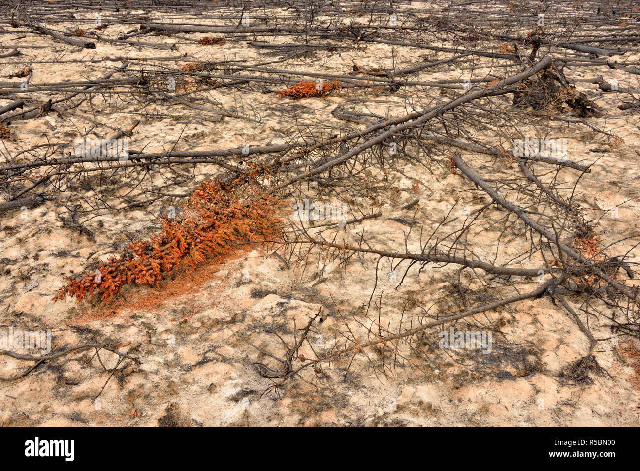 Blackened spruce trees and ash after a recent forest fire, Highway 3 to ...