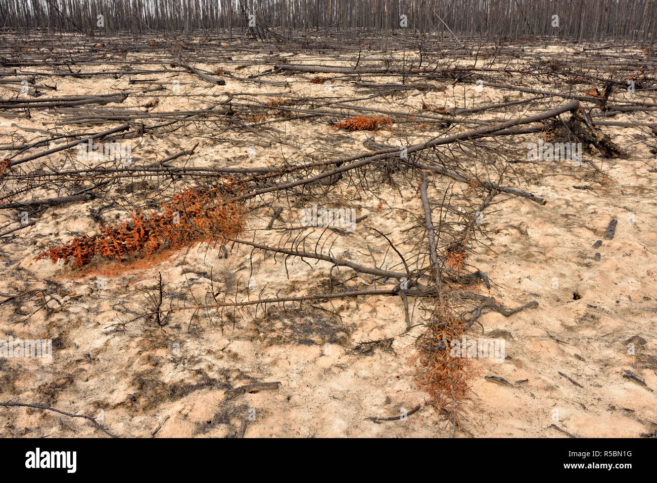 Blackened spruce trees and ash after a recent forest fire, Highway 3 to ...