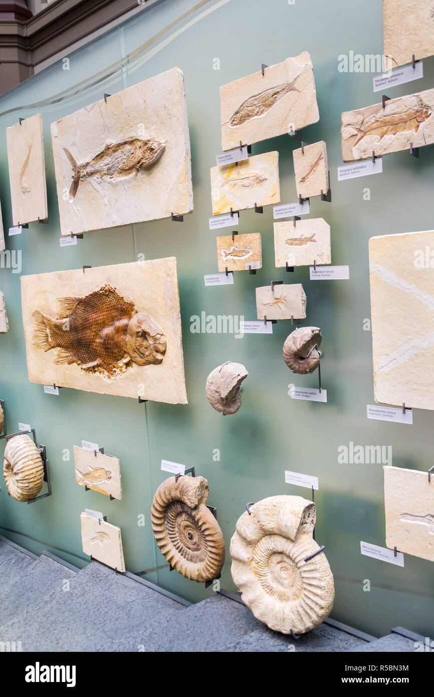 Fish fossil rock hi-res stock photography and images - Alamy