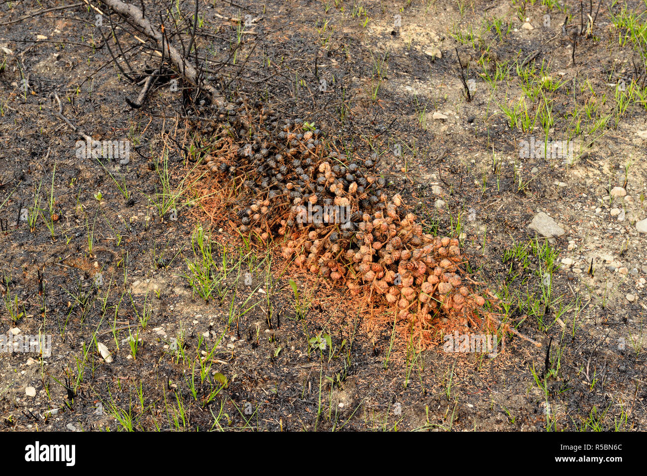 Blackened spruce trees and ash after a recent forest fire, Highway 3 to ...