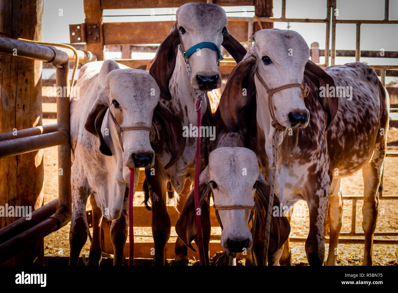 Gir cows hi-res stock photography and images - Alamy