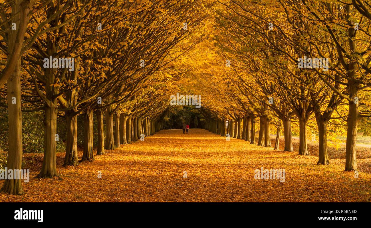Fallen tunnel tree hi-res stock photography and images - Alamy