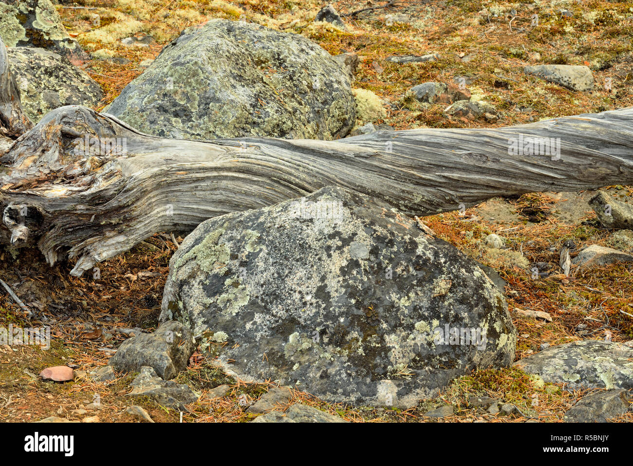 Precambrian rock formations with lichens and dead spruce tree trunk ...