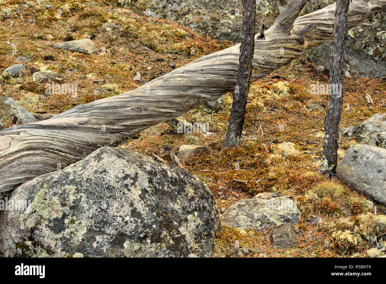 Precambrian rock formations with lichens and dead spruce tree trunk ...