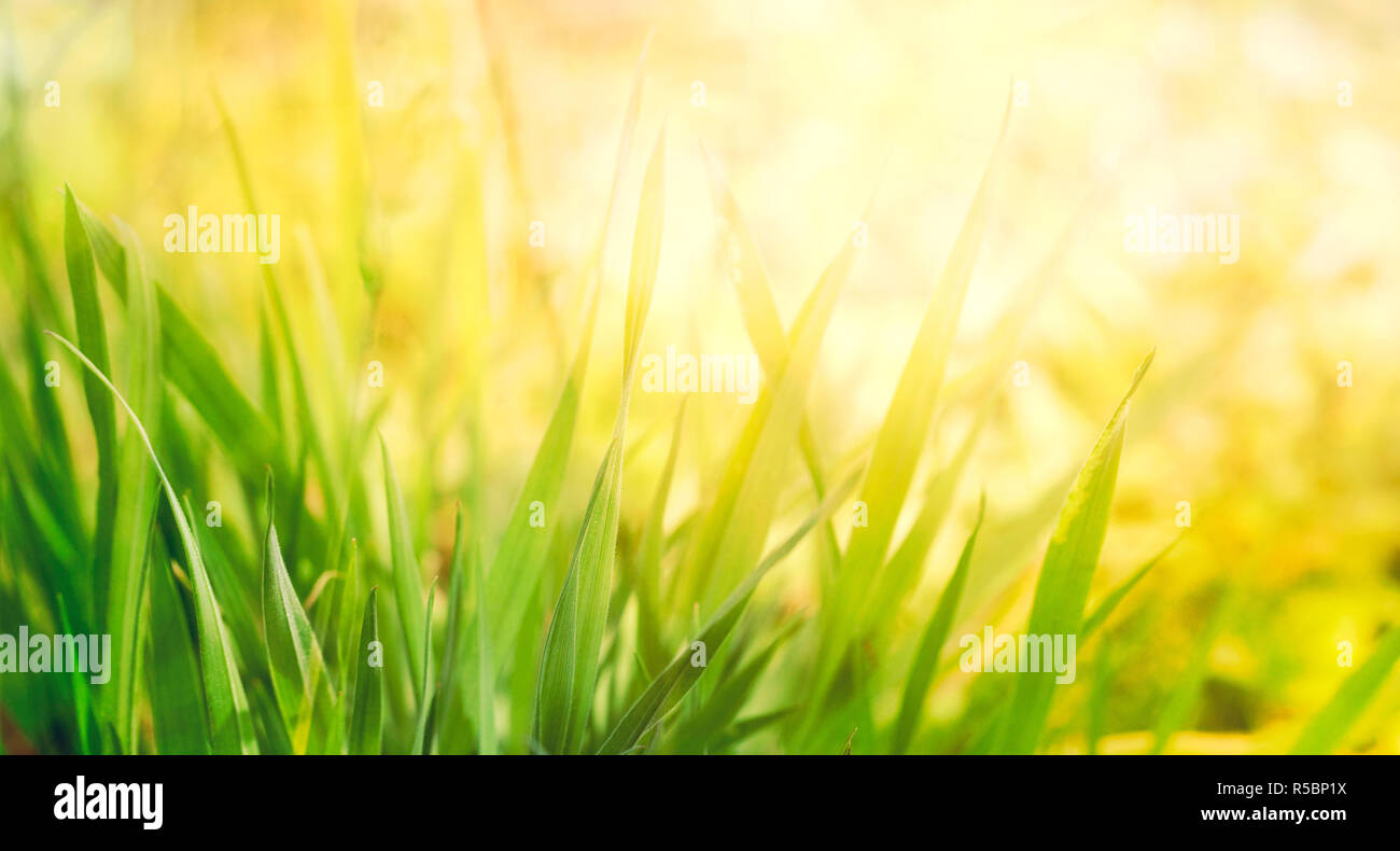 Spring grass background Stock Photo - Alamy