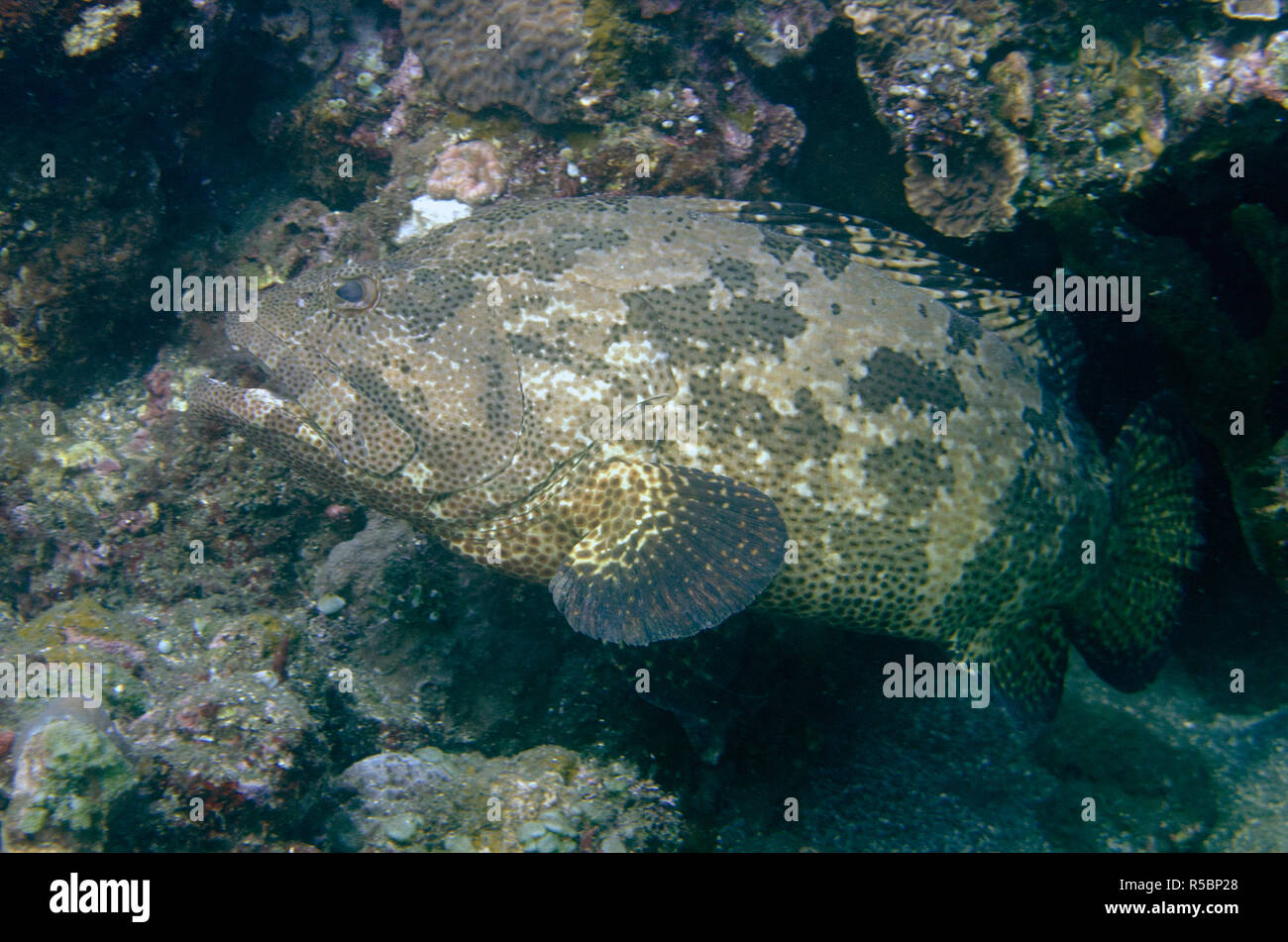 Brown-Marbled Grouper, Epinephelus fuscoguttatus, Segara dive site ...