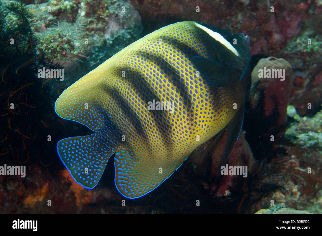 Six-banded Angelfish, Pomacanthus sexstriatus, Pyramids dive site, Amed ...