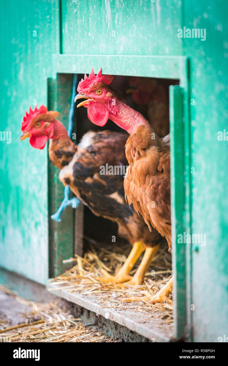 Organic chicken farming, Charente, France Stock Photo - Alamy