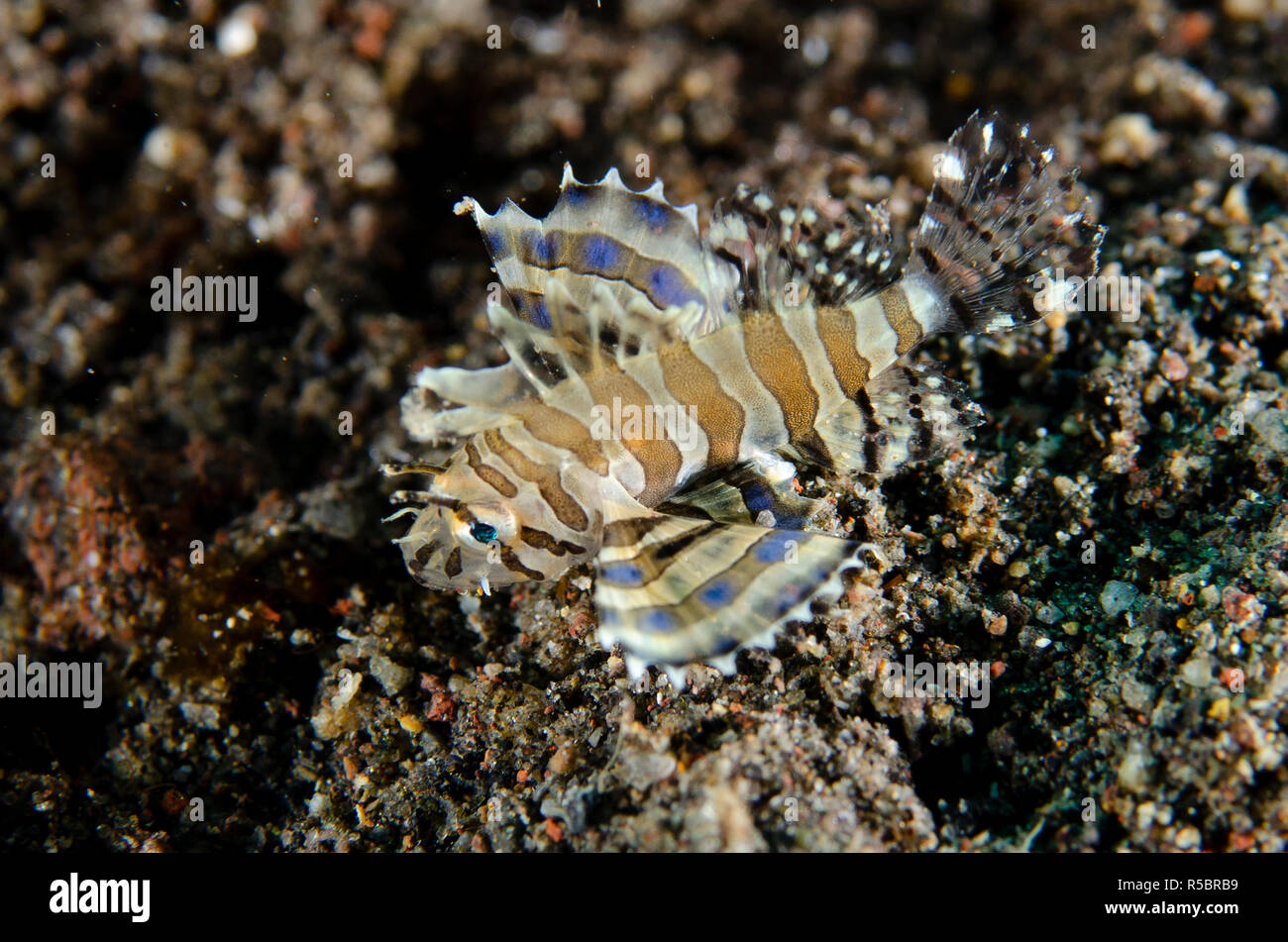 Lionfish, Pterois sp, juvenile on sand, Segara dive site, Amed, east ...