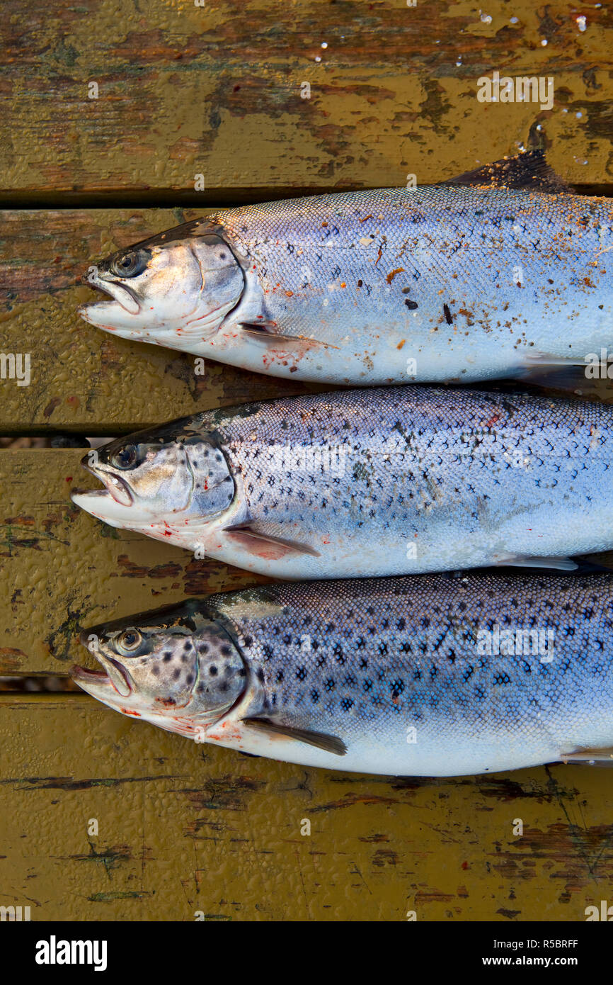 Sea Trout, Korsor, Denmark Stock Photo - Alamy