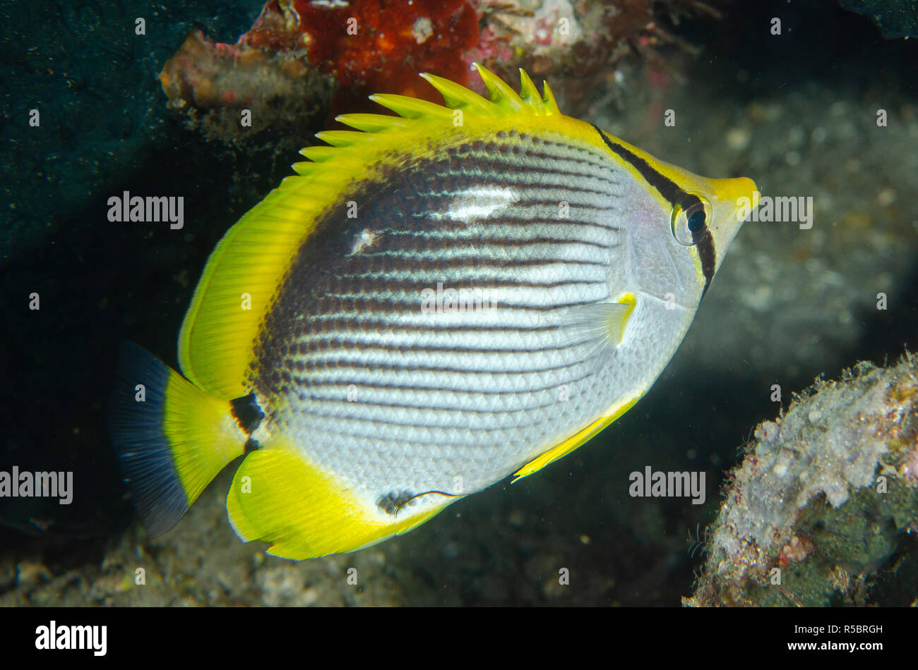 Black-backed Butterflyfish, Chaetodon melannotus, with night colours ...