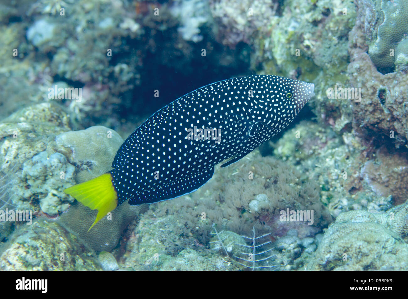 Lined Wrasse, Anampses lineatus, Pyramids dive site, Amed, east Bali ...